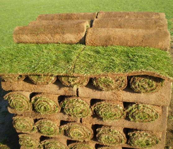 Clover Lawn Eco Turf | London Lawn Turf Company