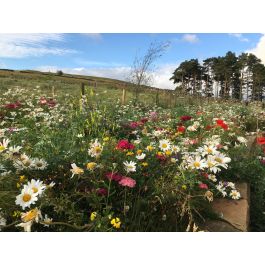 Wildflower Native Enriched Turf | London Lawn Turf Company