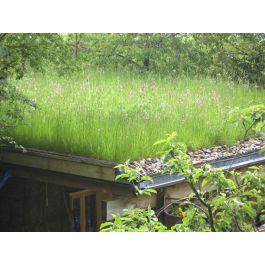 Wildflower Roof Turf | London Lawn Turf Company