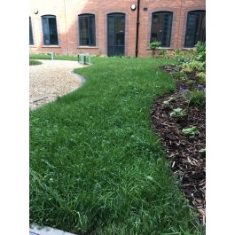 Species Rich Lawn Turf | London Lawn Turf Company