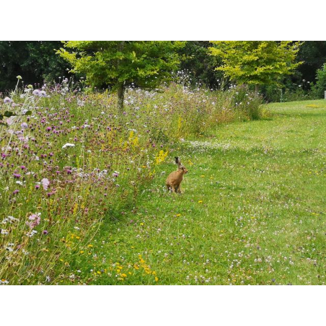 Clover Lawn Eco Turf | London Lawn Turf Company