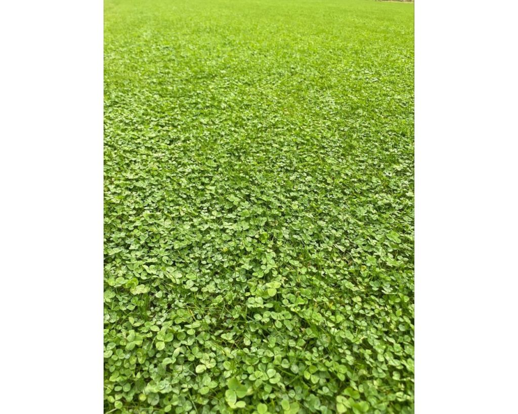 Clover Lawn Eco Turf | London Lawn Turf Company