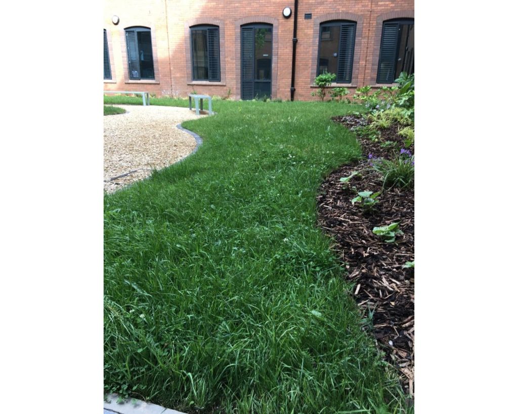 Species Rich Lawn Turf | London Lawn Turf Company
