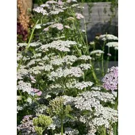 BioScapes Biodiverse Turf | London Lawn Turf Company